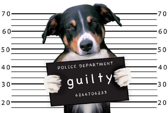 The Curious Case of Felix the Dog: A lesson in understanding policy ...